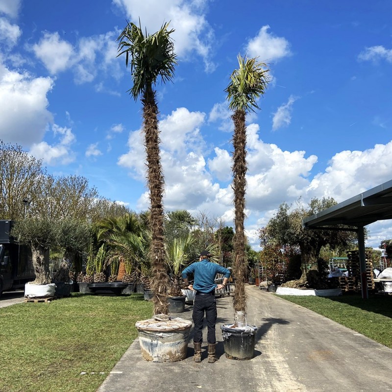 Palmier Trachycarpus Fortunei H.400 cm Stipe 300+ cm (PREMIUM)
