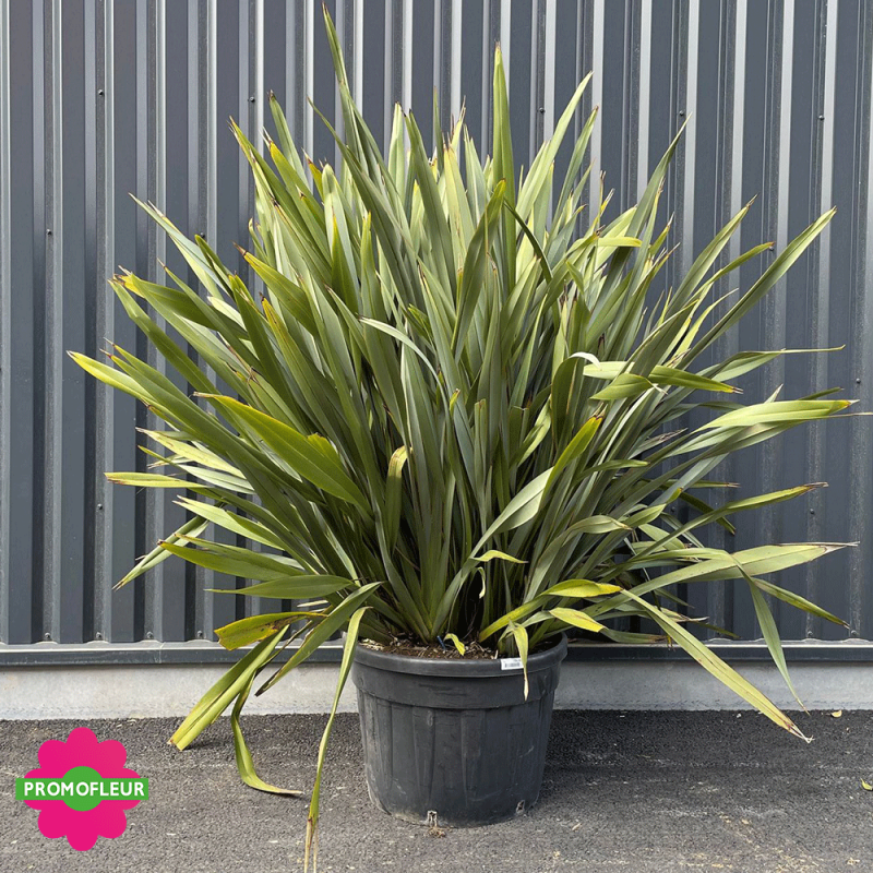 Phormium