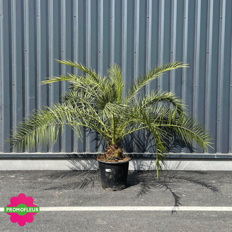 Notre sélection de palmiers