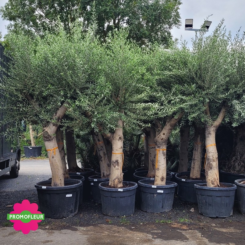 Olivier tige 40 - 60 ans H.250 cm tronc lisse avec de belles charpentières