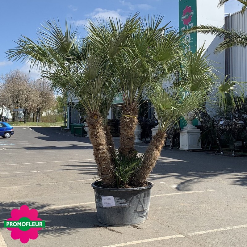 Palmier Nain Chamaerops Humilis 'Compacta Vulcano' H.60 cm