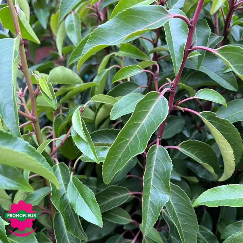 Laurier du Portugal / Prunus lusitanica H.70 cm avec pot