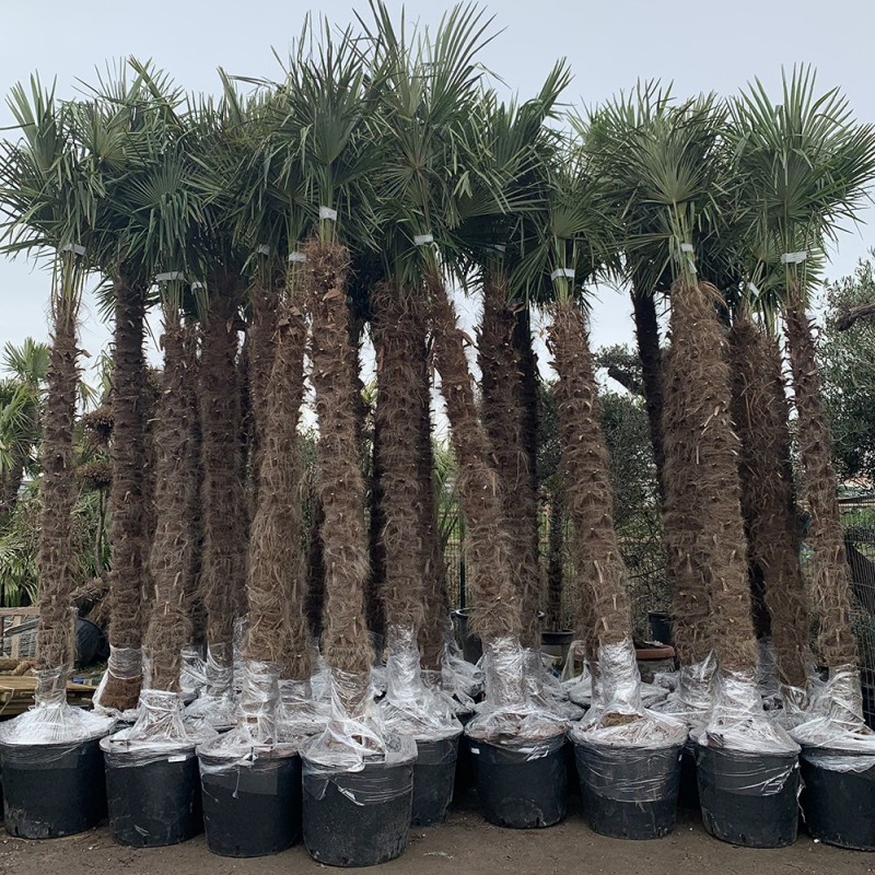 Palmier Trachycarpus Fortunei H.350/400 cm Stipe 200+ cm