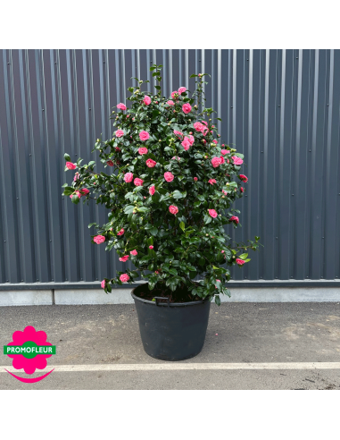 Camélia Japonica hauteur totale 200/220 Cm