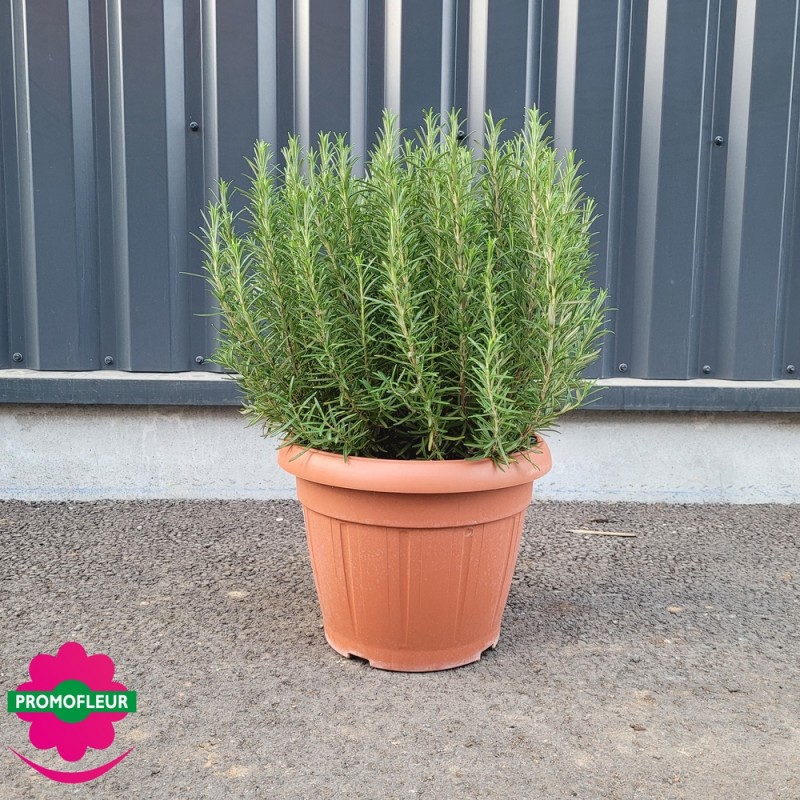 Romarin Ø25 cm Hauteur 60 cm avec pot