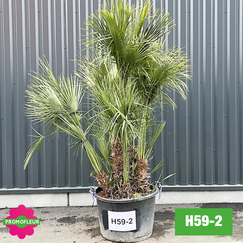 Palmier Humilis multi-troncs H. 250 cm (H59-2)