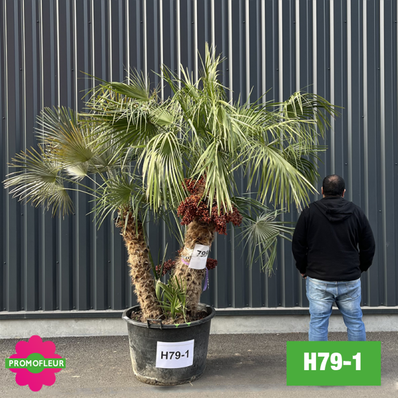 Palmier Humilis multi-troncs H. 200/220 cm (H79-1)
