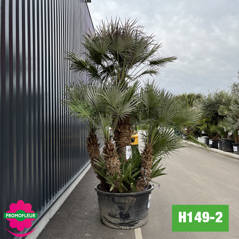 Palmier Humilis multi-troncs H. 280/300 cm (H149-2)