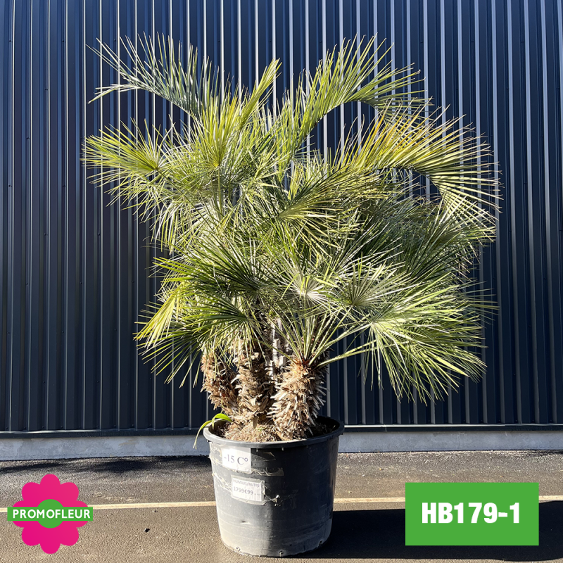 Palmier Double Humilis / Butia Capitia multi-troncs H. 350 cm (HB179-1)