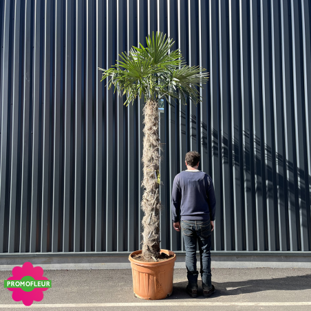 Palmier Trachycarpus Fortunei H.280/300 cm Stipe 180/200 cm