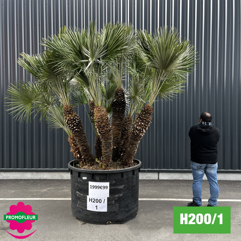 Palmier Nain Chamaerops Humilis Multi-troncs - Hauteur totale 230/250 cm avec pot (H200/1)