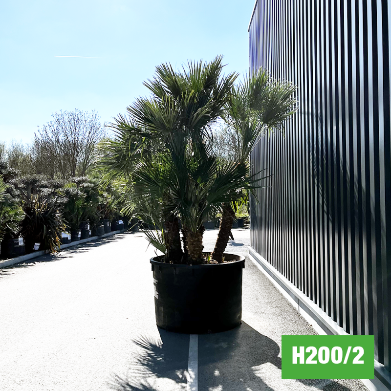 Palmier Nain Chamaerops Humilis Multi-troncs - Hauteur 220 cm avec pot ...