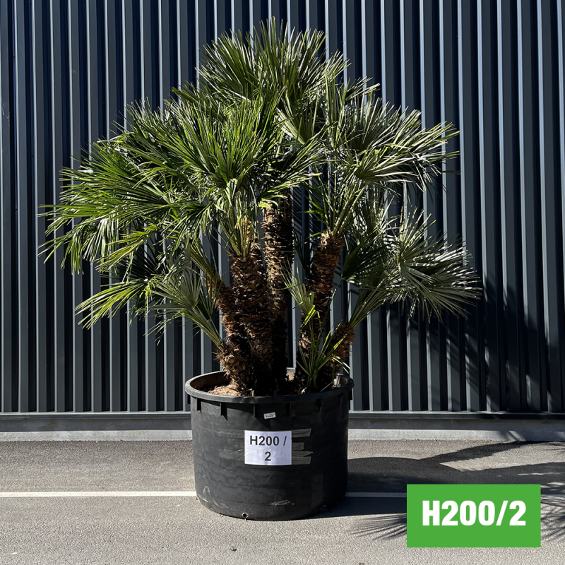 Palmier Nain Chamaerops Humilis Multi-troncs - Hauteur totale 300 cm ...
