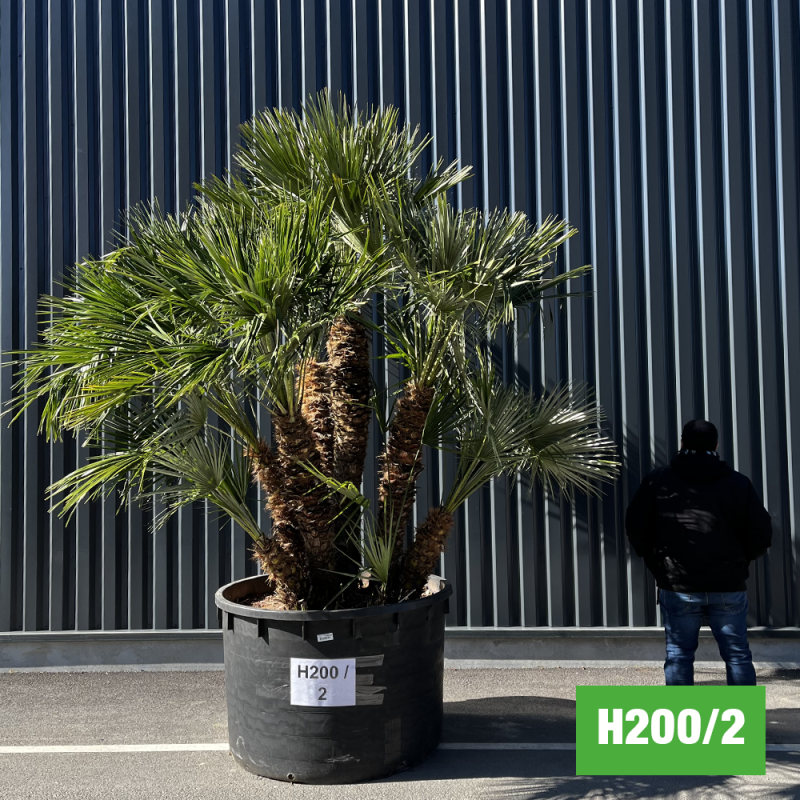 Palmier Nain Chamaerops Humilis Multi-troncs - Hauteur 220 cm avec pot ...