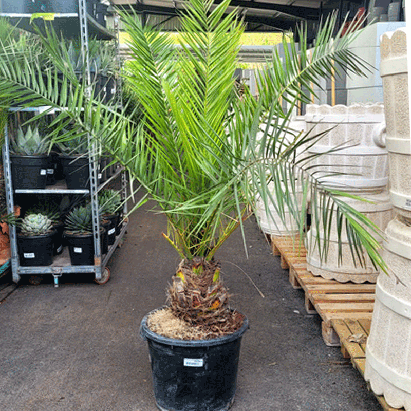 Notre sélection de palmiers