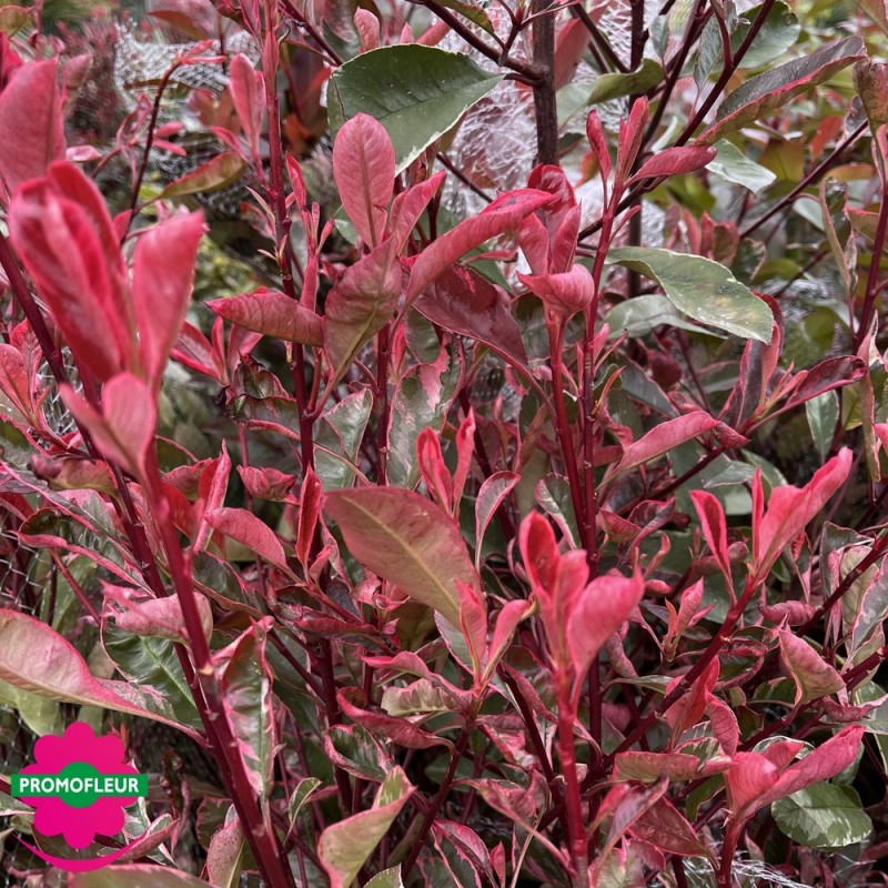 Photinia Pink Marble Hauteur 80/100 cm