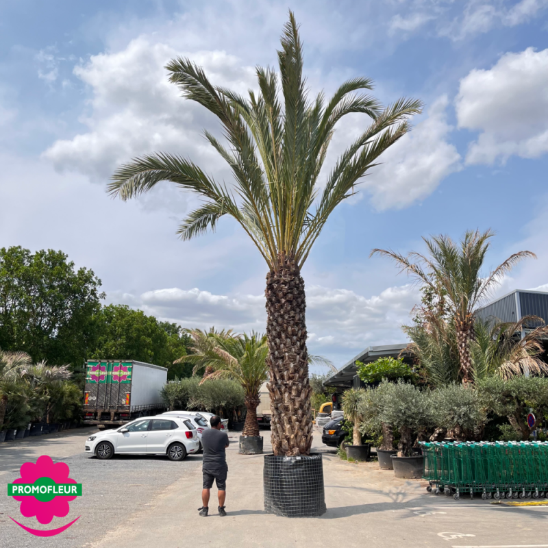 Palmier Phoenix Dattier 'Dactylifera' Hauteur Totale 800 / 900 cm Stipe ...