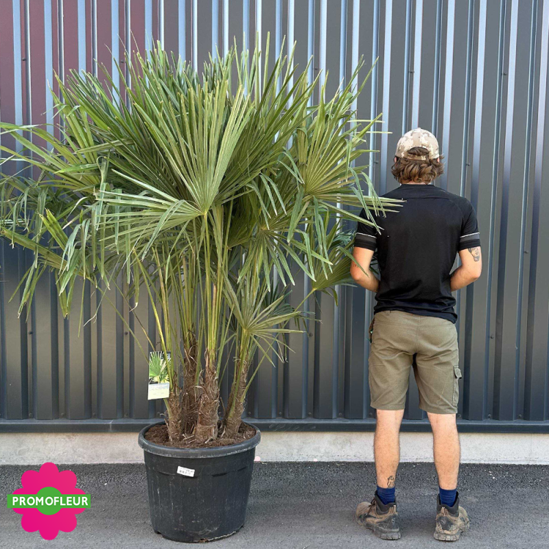 Palmier Trachycarpus Fortunei Multi-troncs H.120/140 cm Grand Stipe 40/ ...