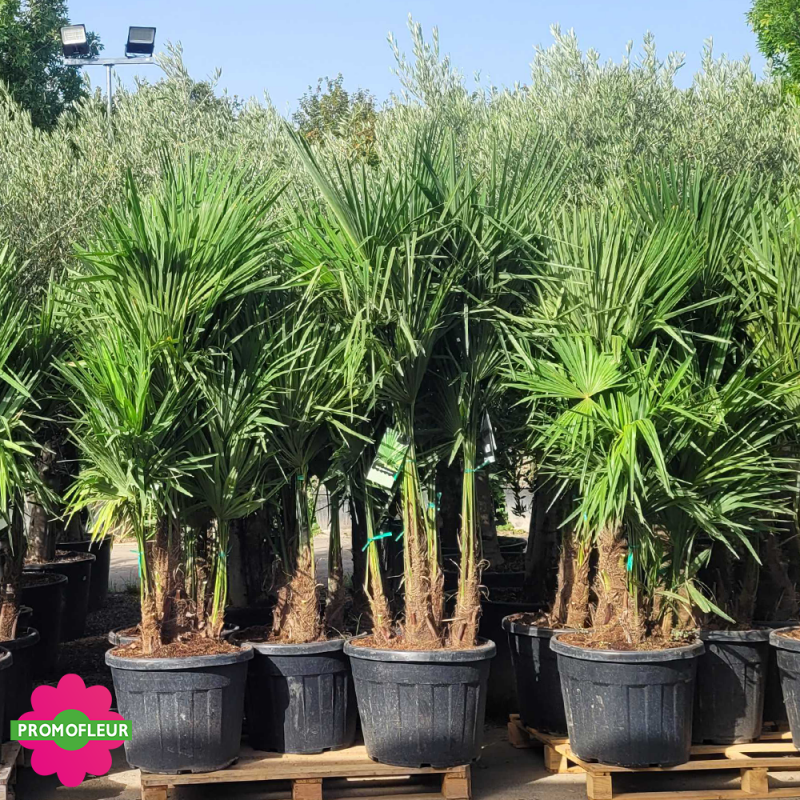 Palmier Trachycarpus Fortunei Multi-troncs H.120/140 cm Grand Stipe 40/ ...