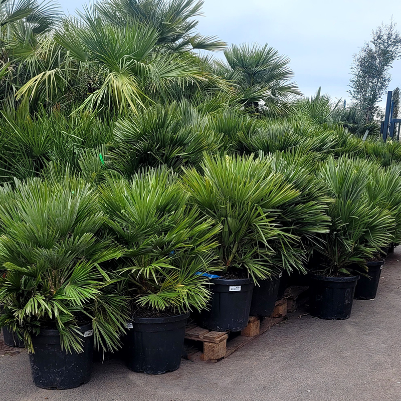 Palmier Chamaerops Humilis 'Vulcano' Hauteur 100 cm