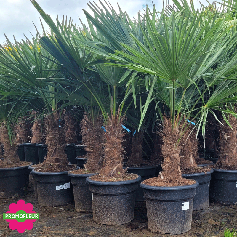 Palmier Trachycarpus Fortunei H.120/130 cm Stipe 20/30 cm