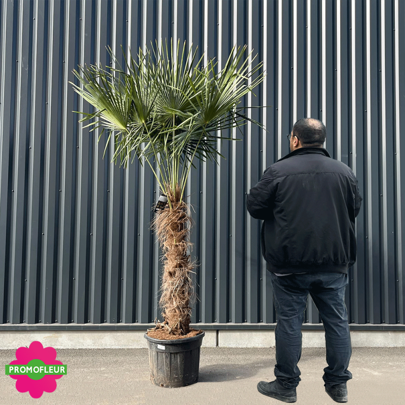 Palmier Trachycarpus Fortunei H.175/200 cm Stipe 100/120 cm