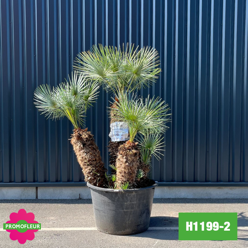Palmier Nain Chamaerops Humilis 'Cerifera' Multi-troncs - Hauteur 160 ...