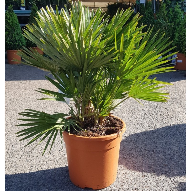 Palmier Nain Chamaerops Humilis compacta Vulcano H.80 cm