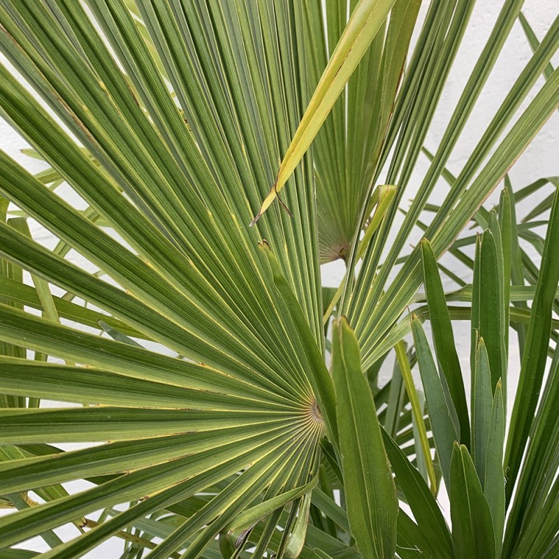 Palmier Trachycarpus Fortunei Multi-troncs H.170/180 cm Grand Stipe 40/ ...